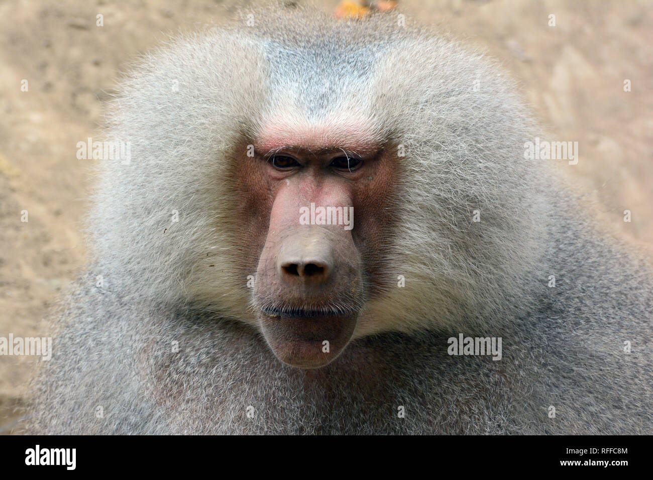 Hamadryas pavian papio hamadryas hi-res stock photography and images ...