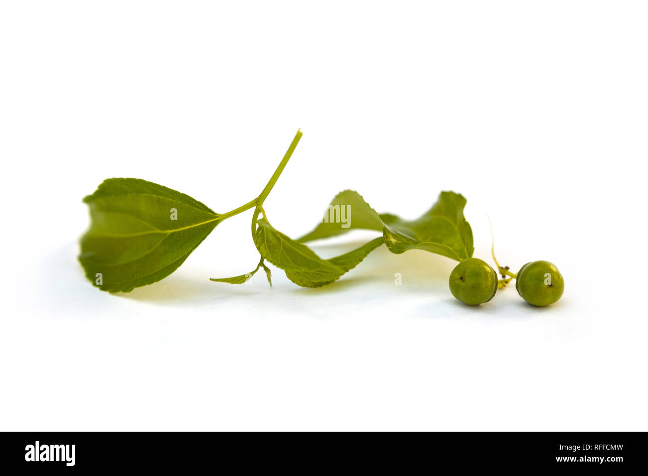Colubrina asiatica leaves and berries isolated on white background ...