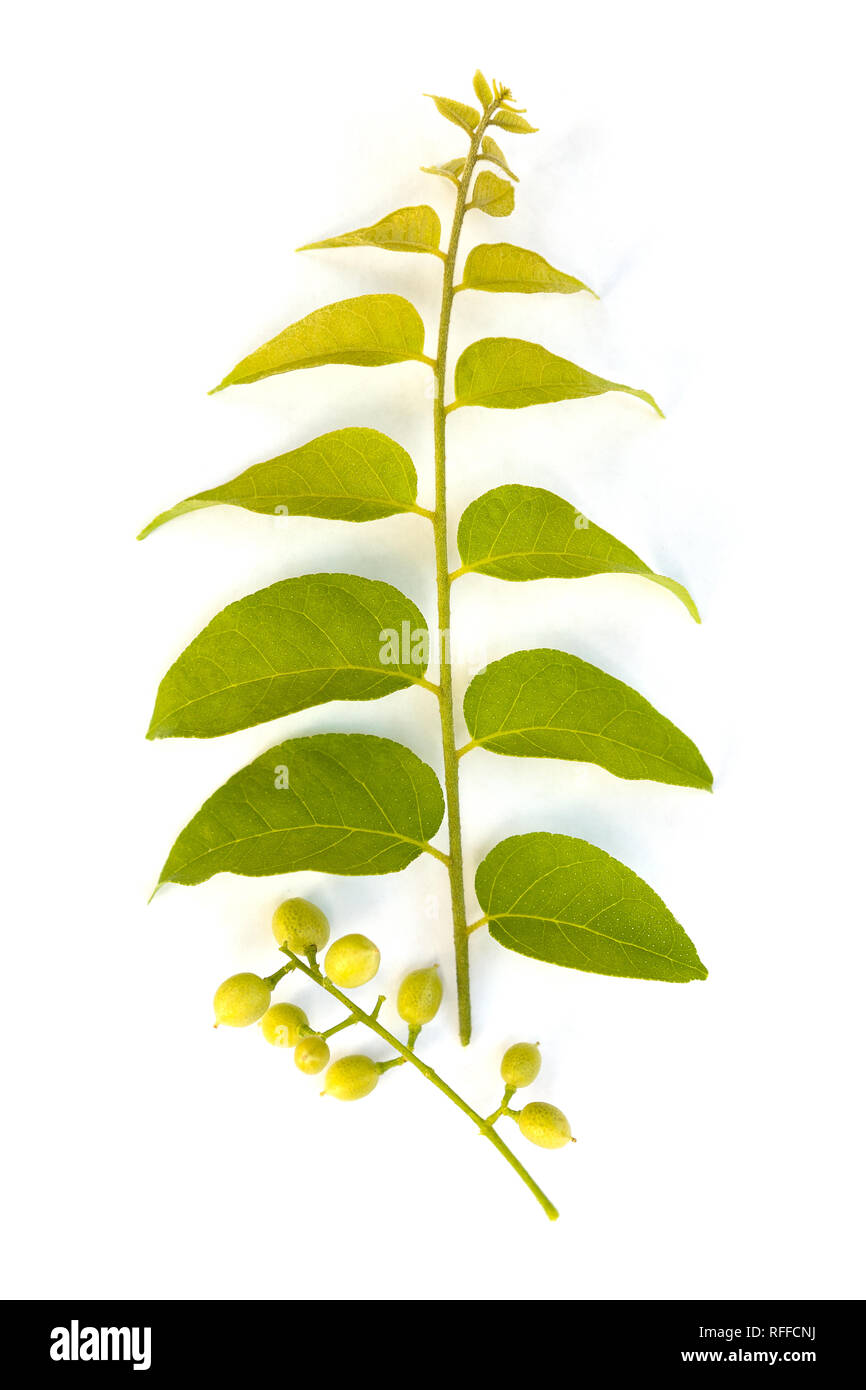 Cassia Fistula Leaf