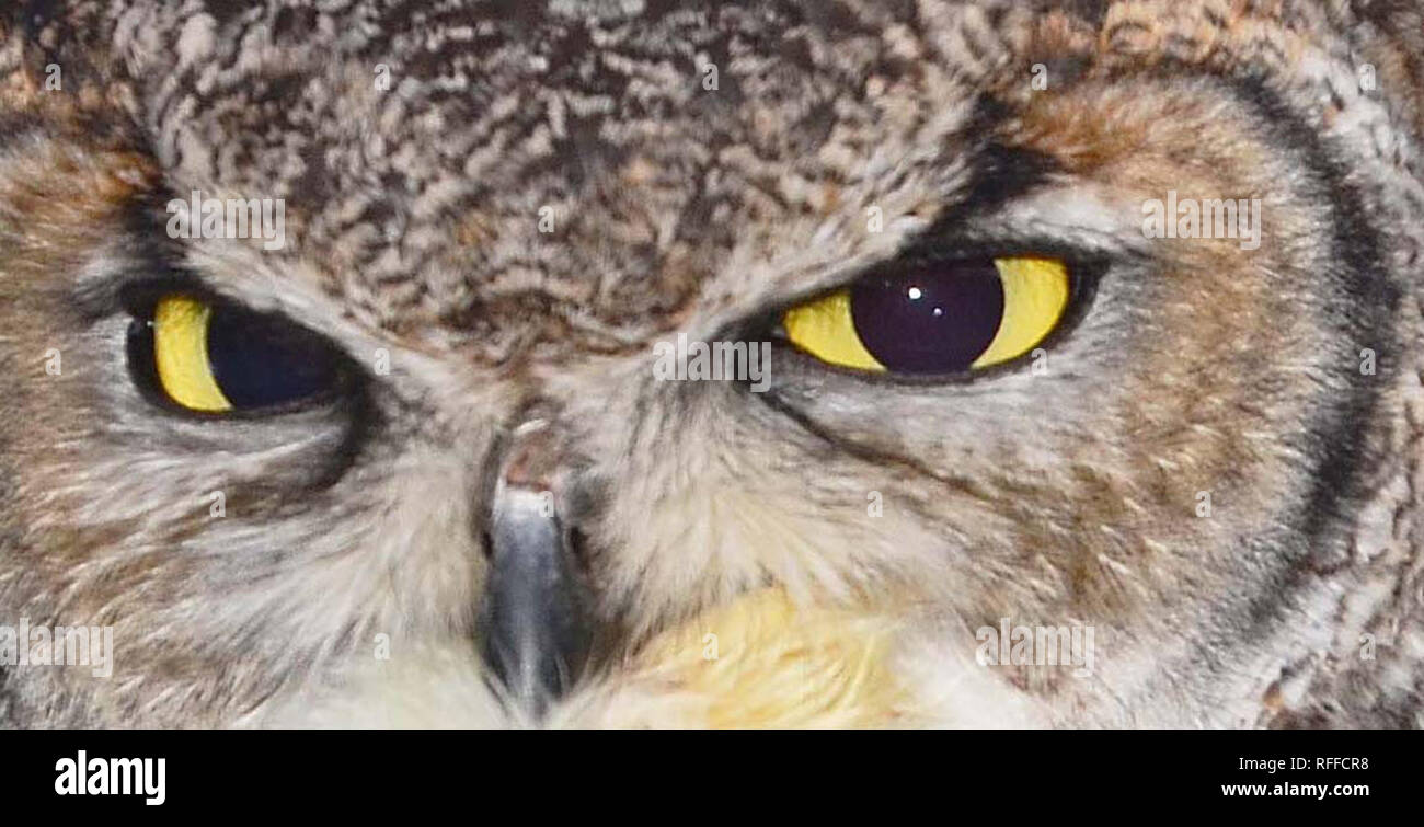 African Spotted Eagle Owl (Bubo africanus Stock Photo - Alamy