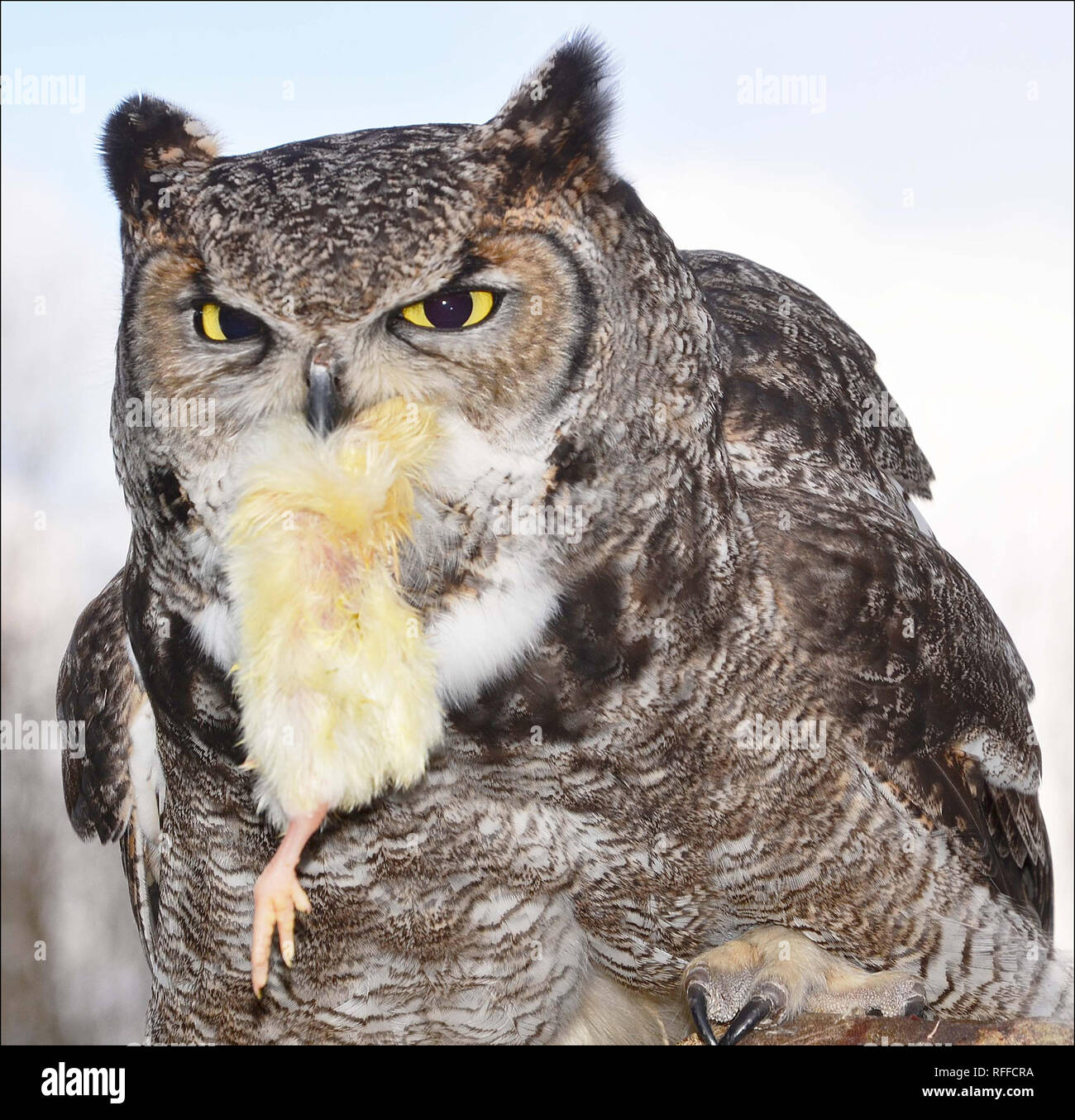 African Spotted Eagle Owl (Bubo africanus Stock Photo - Alamy