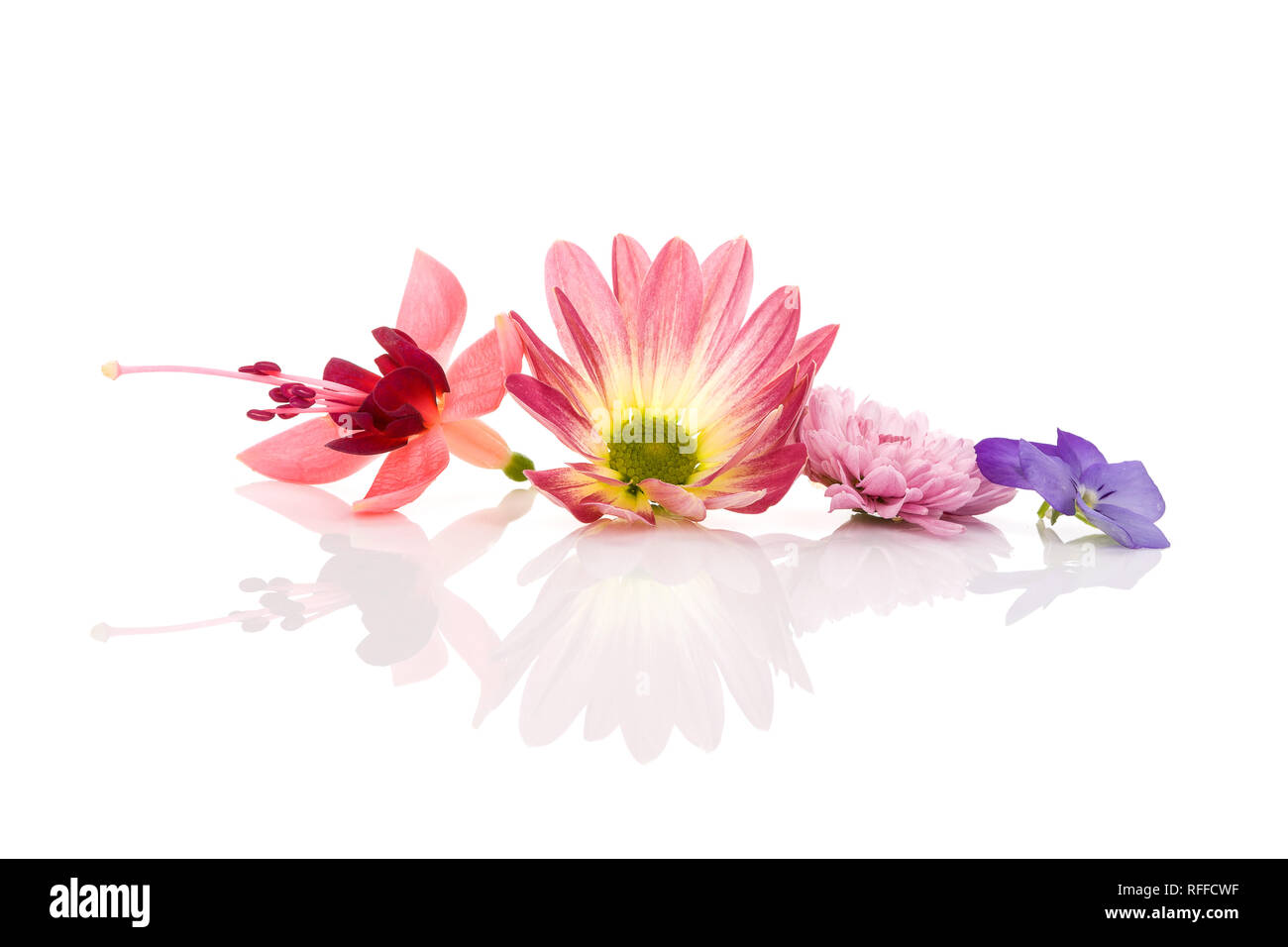 Colorful edible flowers isolated on white background Stock Photo - Alamy