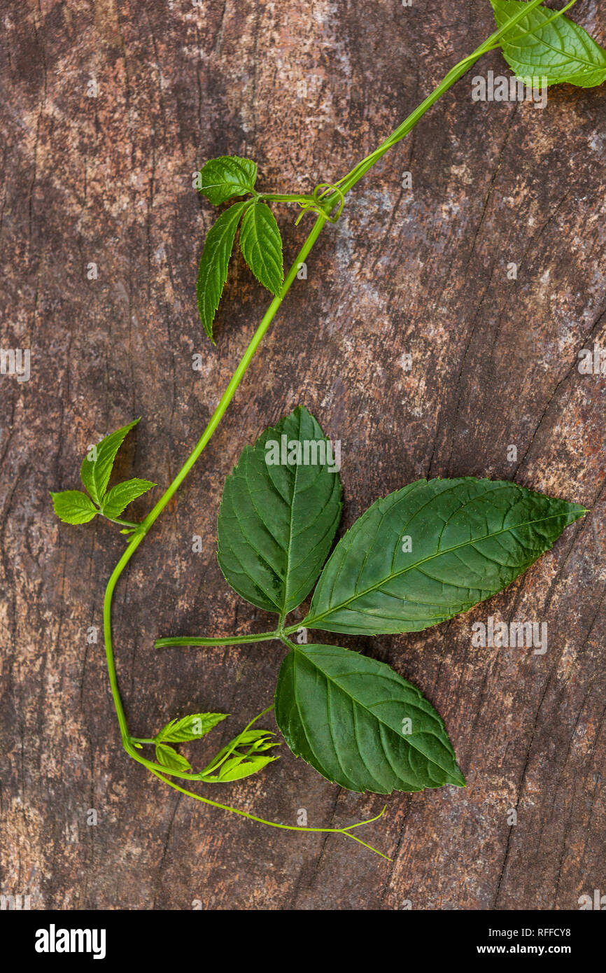 Gynostemma pentaphyllum hi-res stock photography and images - Alamy