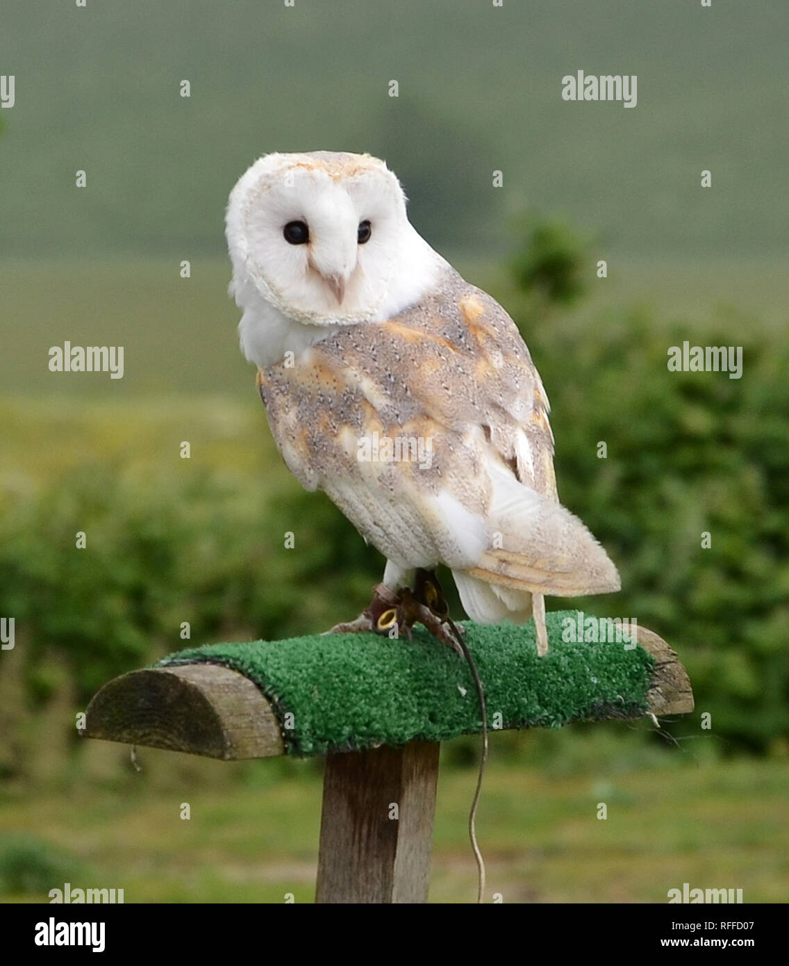 Barn Owl (Tyto alba Stock Photo - Alamy