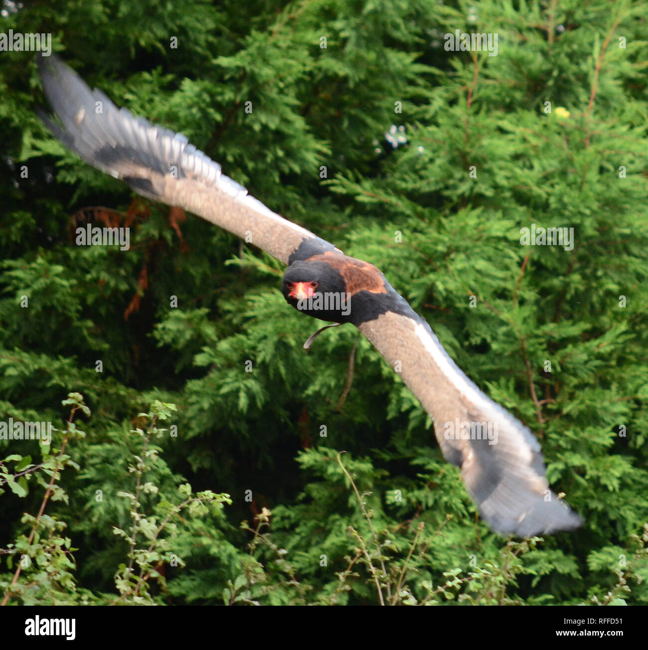 Bateleur eagle flying hi-res stock photography and images - Alamy