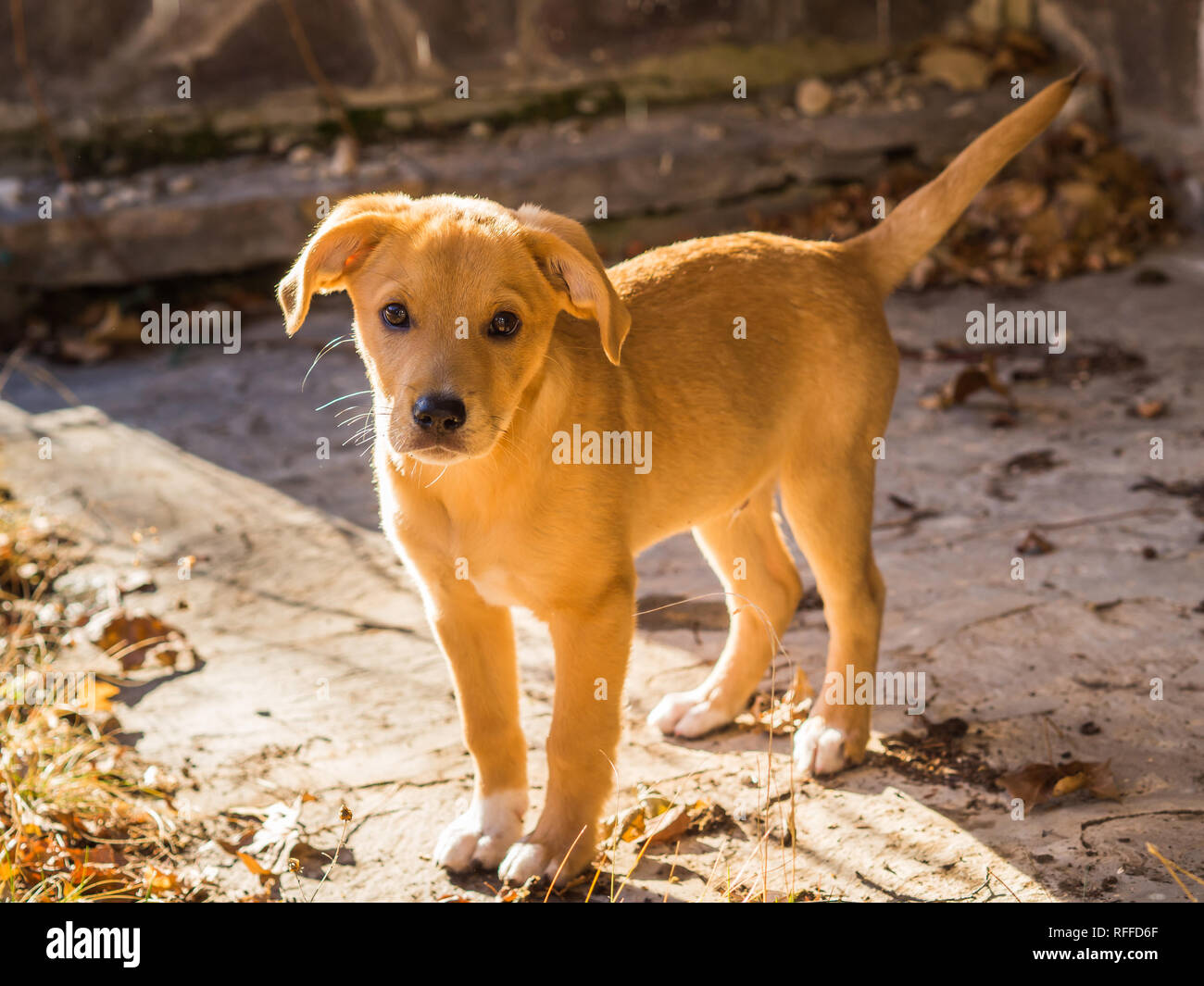 Mestizo High Resolution Stock Photography and Images - Alamy