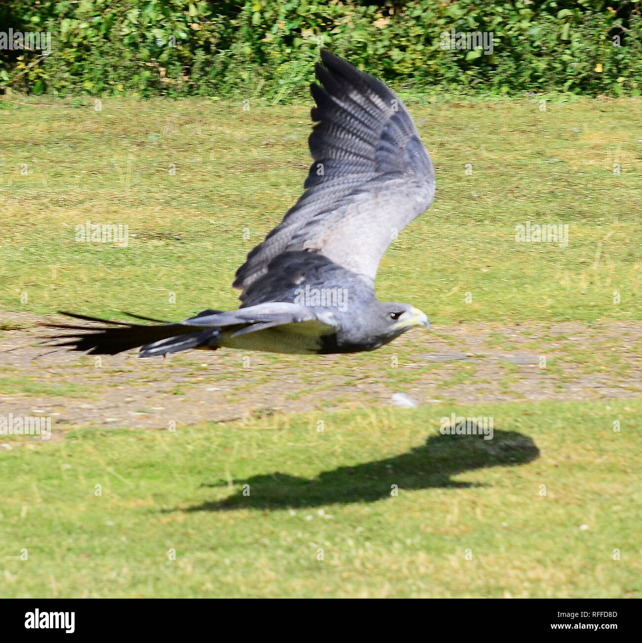 Chilean Blue Eagle High Resolution Stock Photography and Images - Alamy