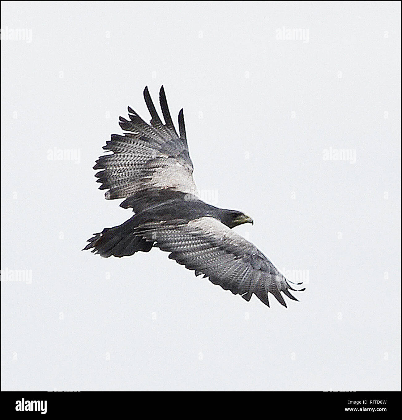 Chilean Blue Eagle High Resolution Stock Photography and Images - Alamy