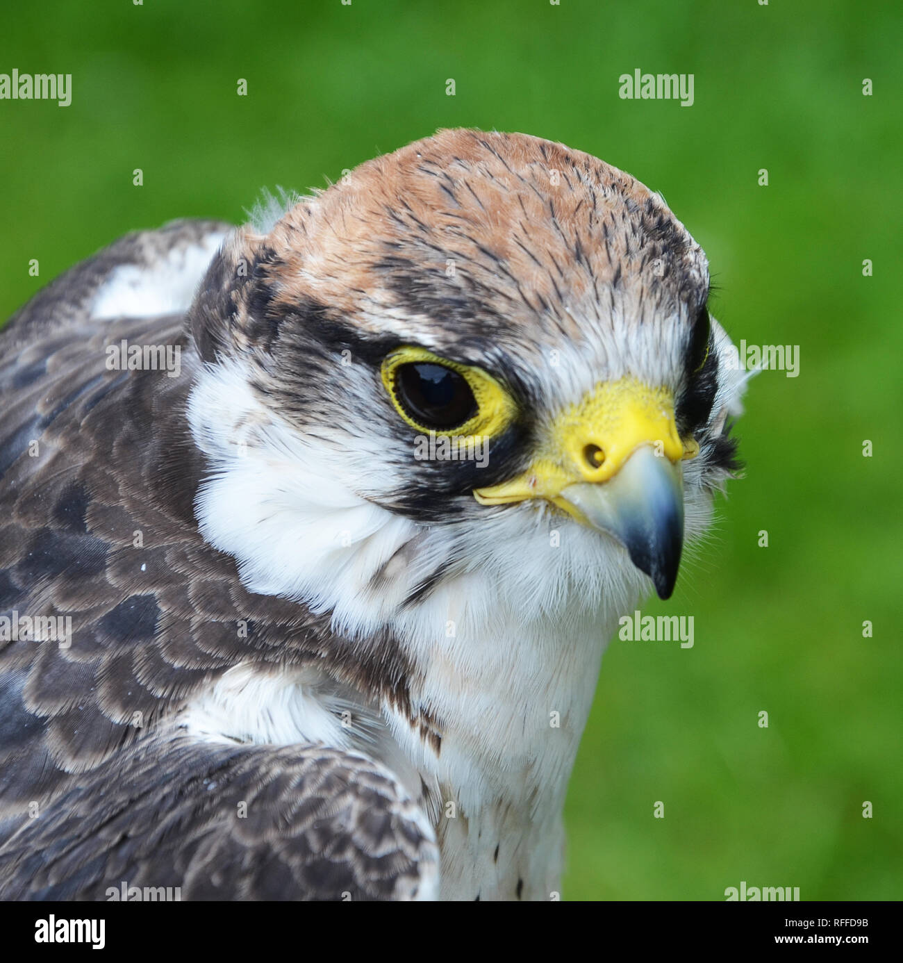 Lanner Falcon (Falco biarmicus Stock Photo - Alamy