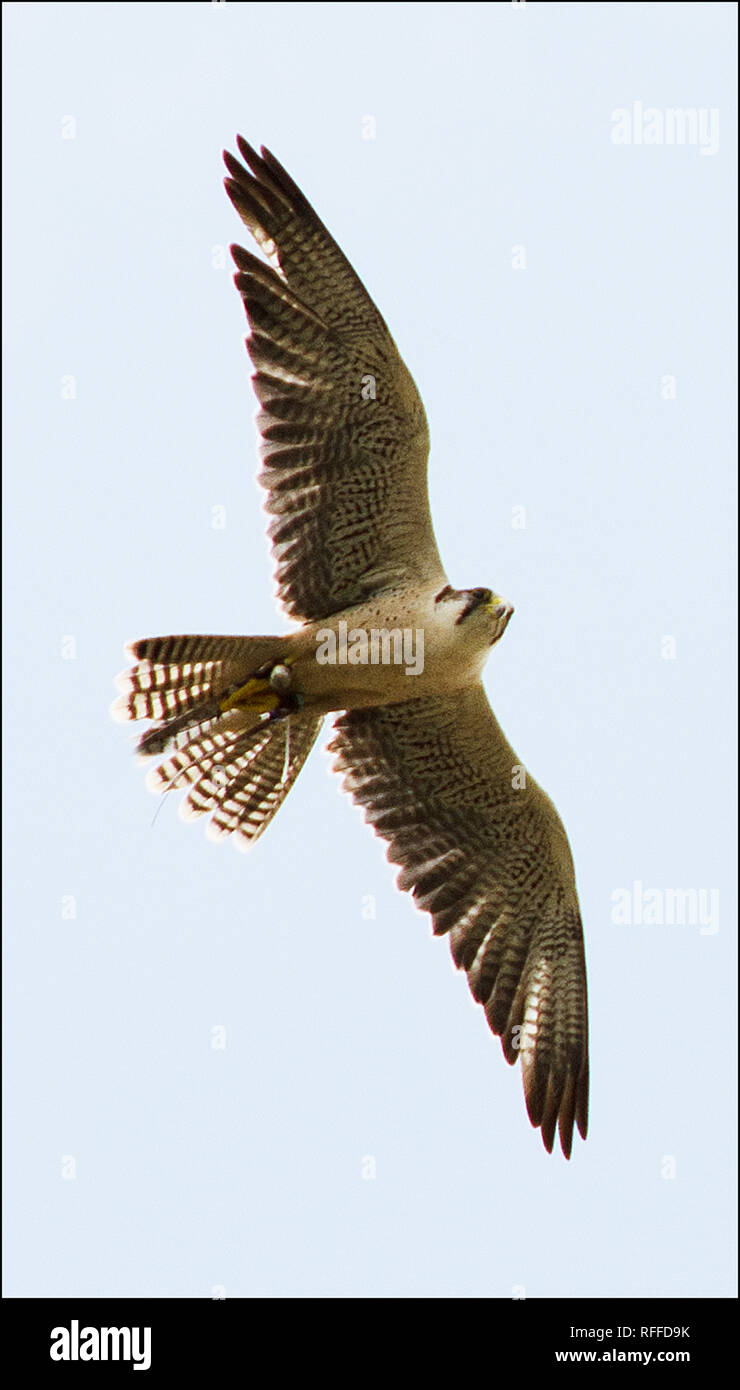Lanner Falcon (Falco biarmicus Stock Photo - Alamy