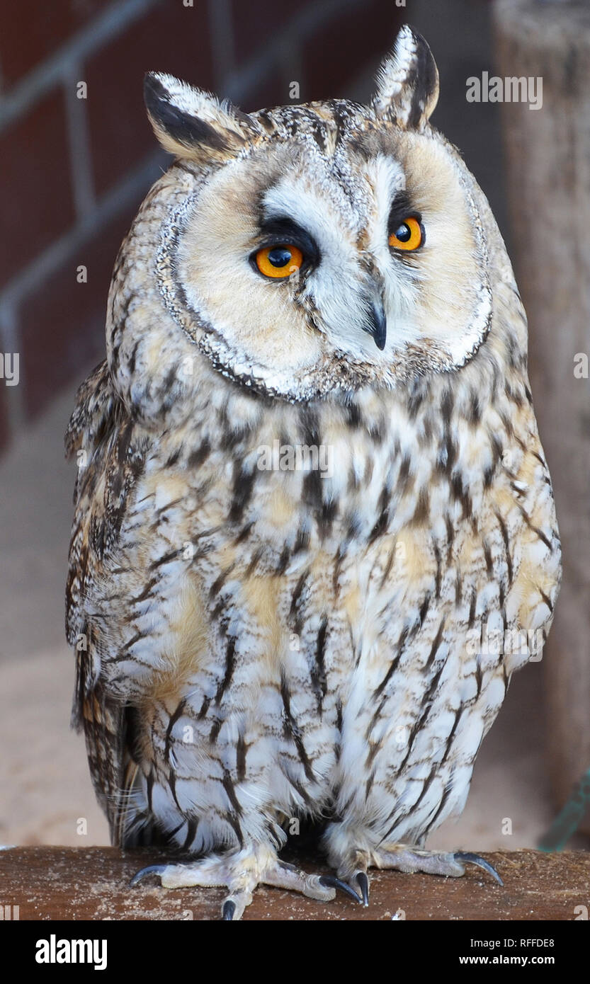 Long Eared Owl Stock Photo - Alamy