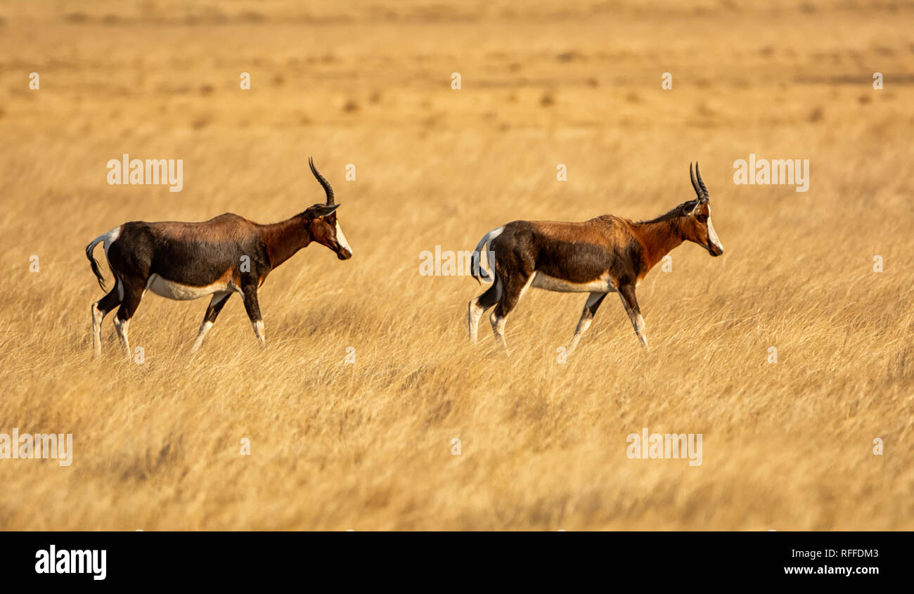 A pair of Bontebok antelope in Southern African savanna Stock Photo - Alamy