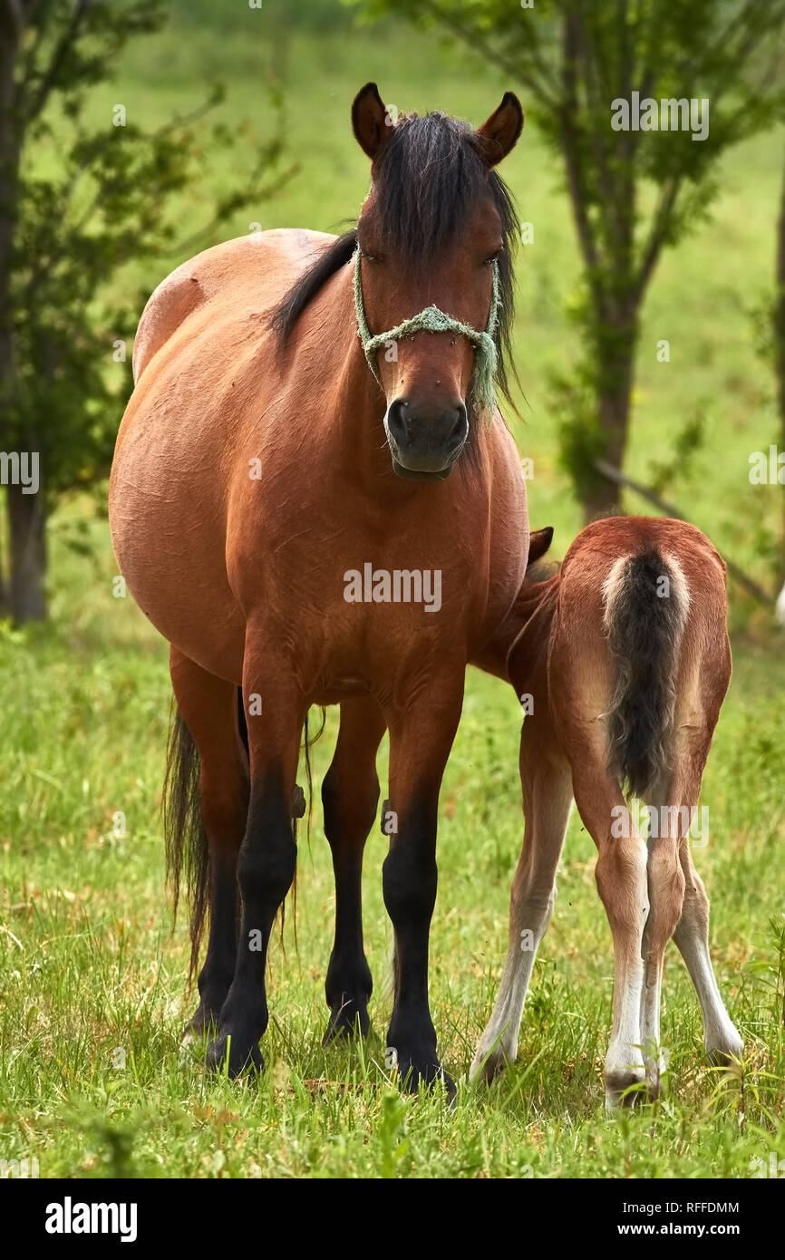 Family horse hi-res stock photography and images - Alamy