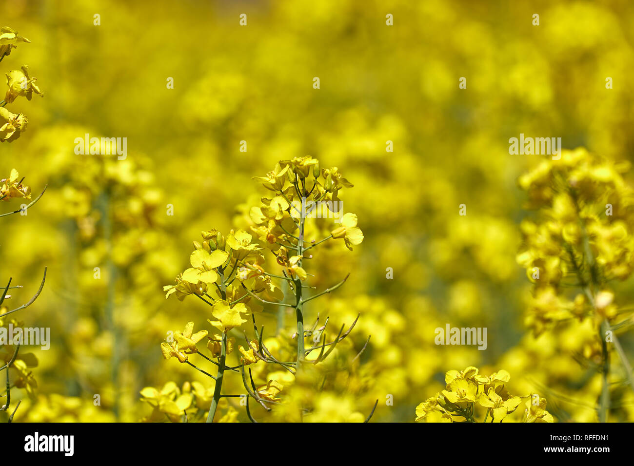 Beautiful close up picture from colza flowers in spring Stock Photo - Alamy