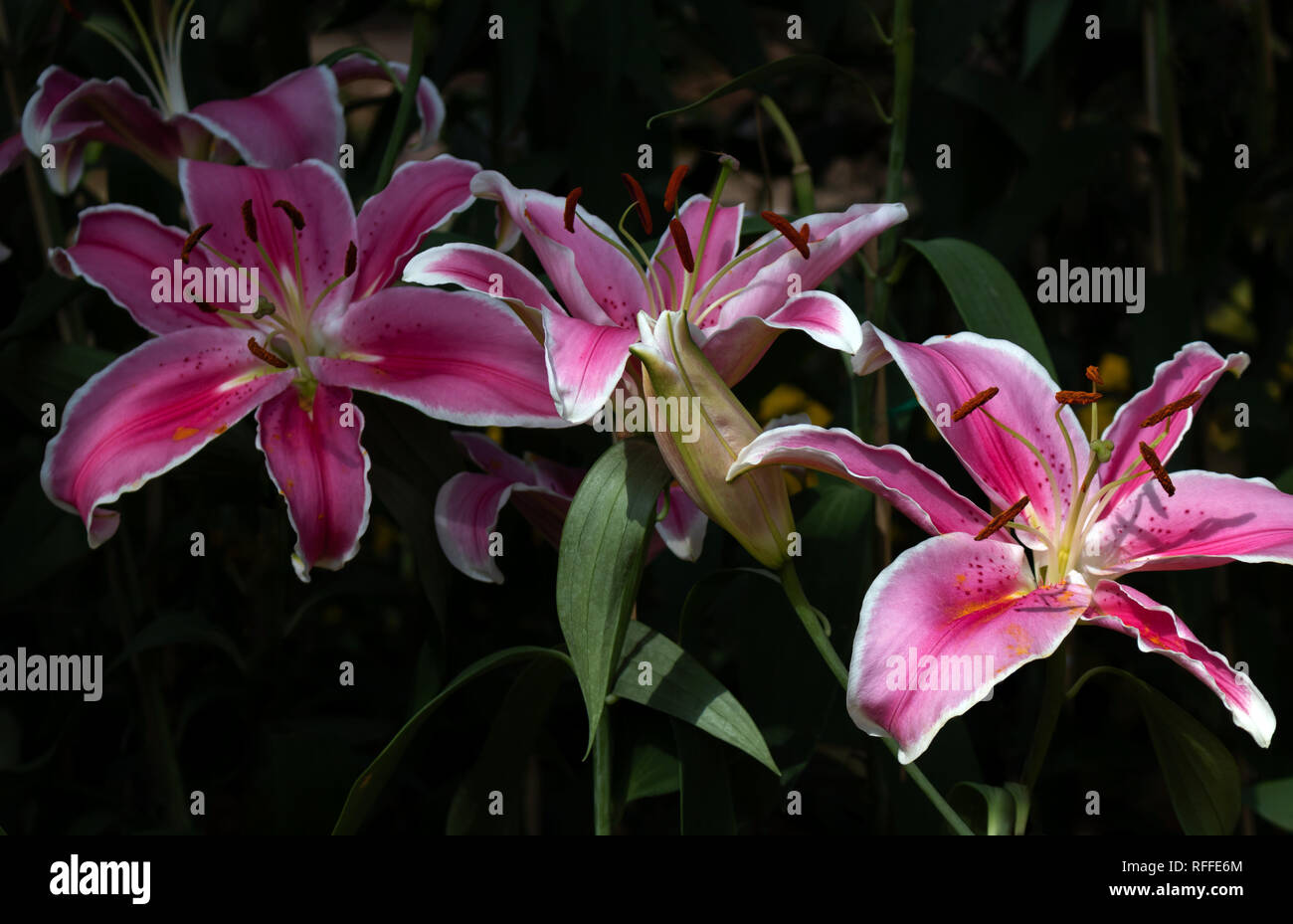 Pink lilly flower Stock Photo - Alamy