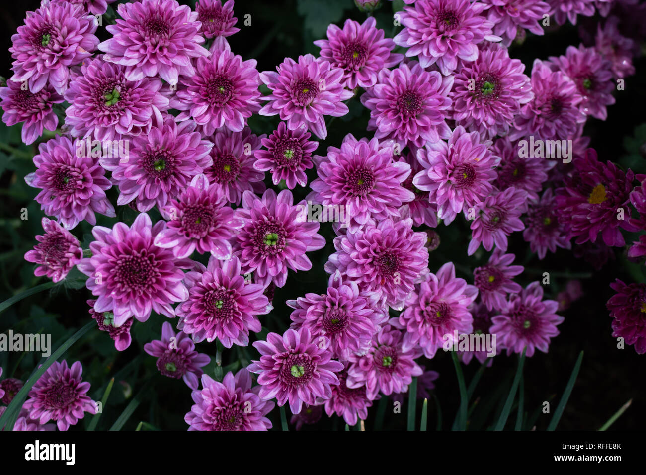 Purple flowers in bloom Stock Photo - Alamy