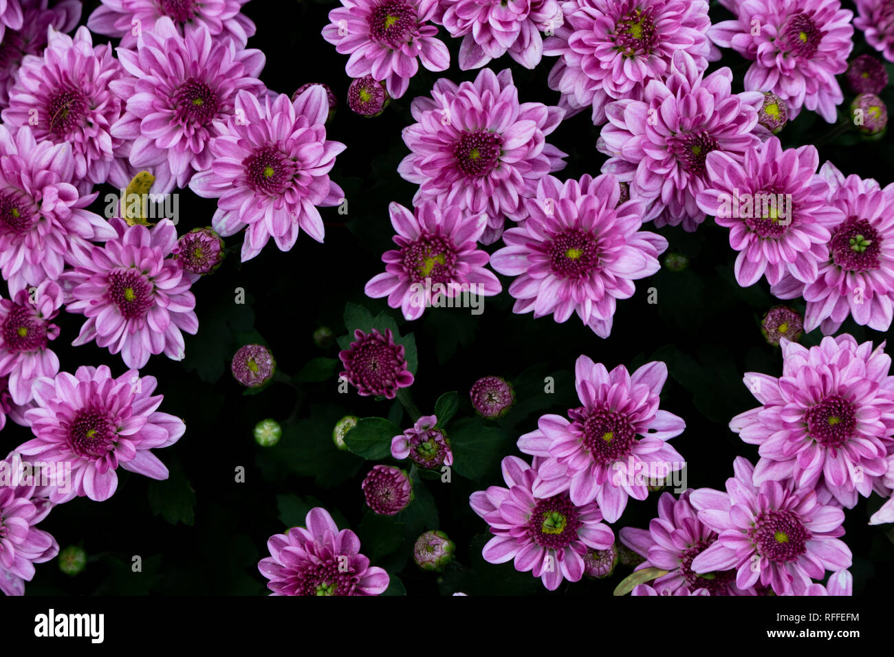 Purple flowers in bloom Stock Photo - Alamy