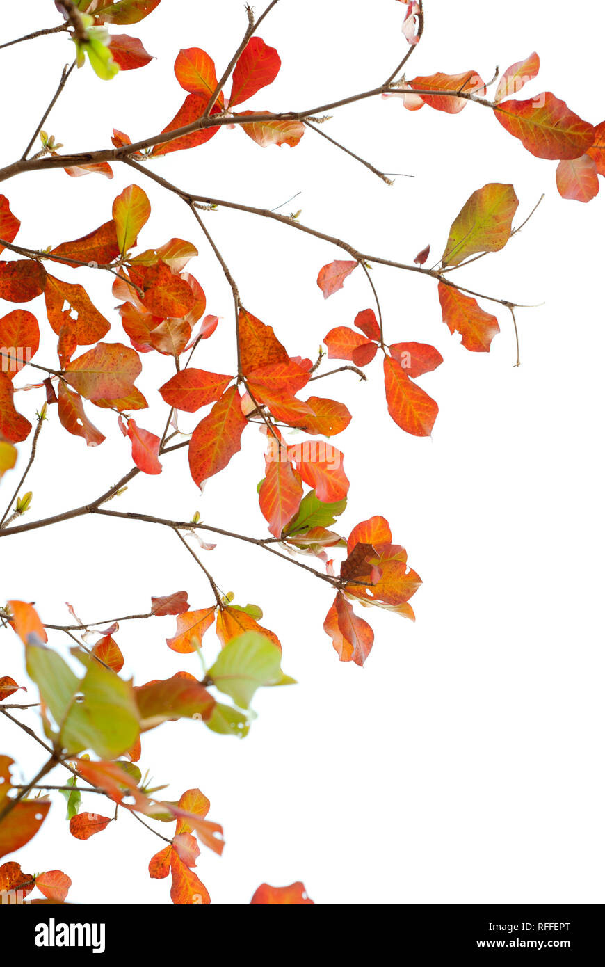 Sea almond tree hi-res stock photography and images - Alamy