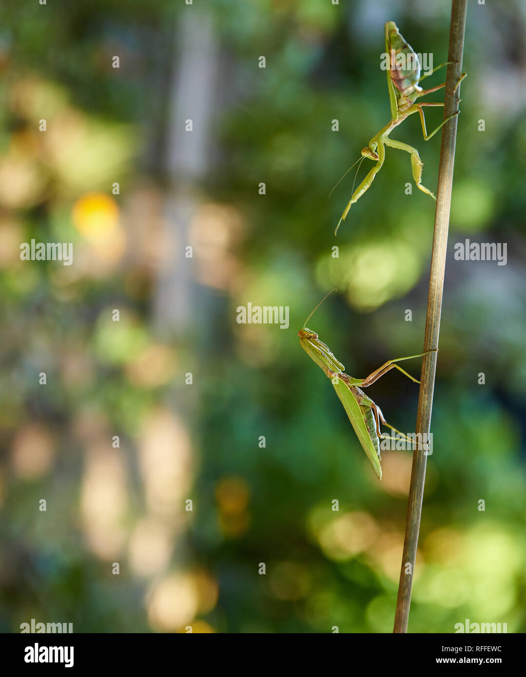 Praying mantis crawling hi-res stock photography and images - Alamy