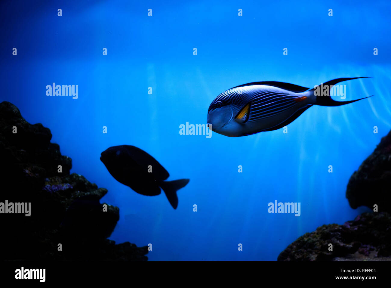Colorful coral reef with fish and stone Stock Photo - Alamy