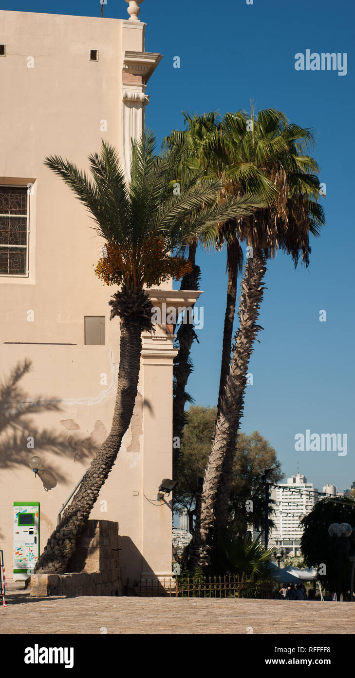 Palm Trees in Front of St Peters Church in Tel Aviv, Jersualem Stock ...