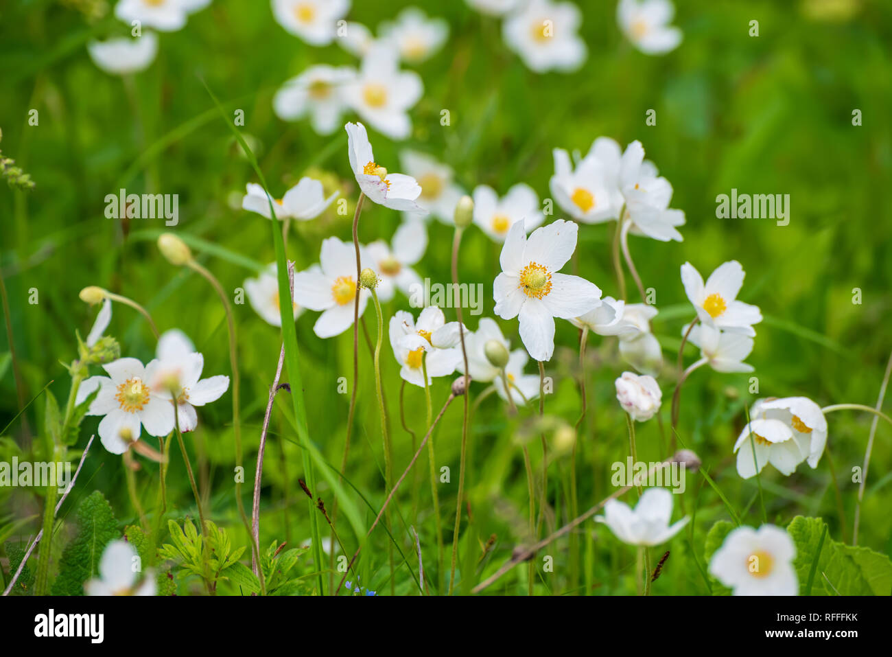 Beautiful white anemona flowers hi-res stock photography and images - Alamy