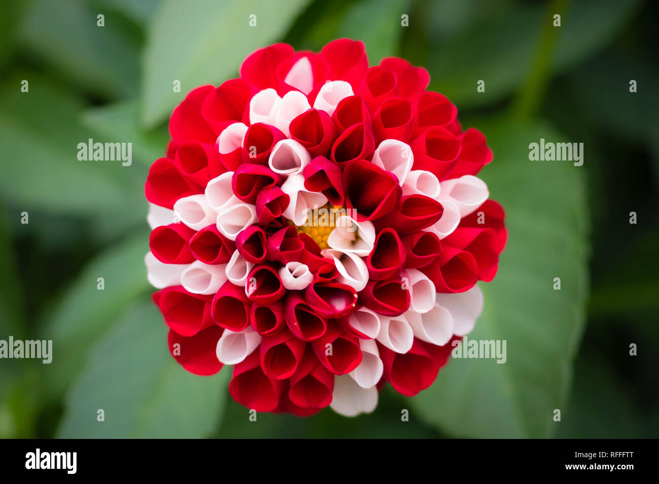 Codominance In Flowers