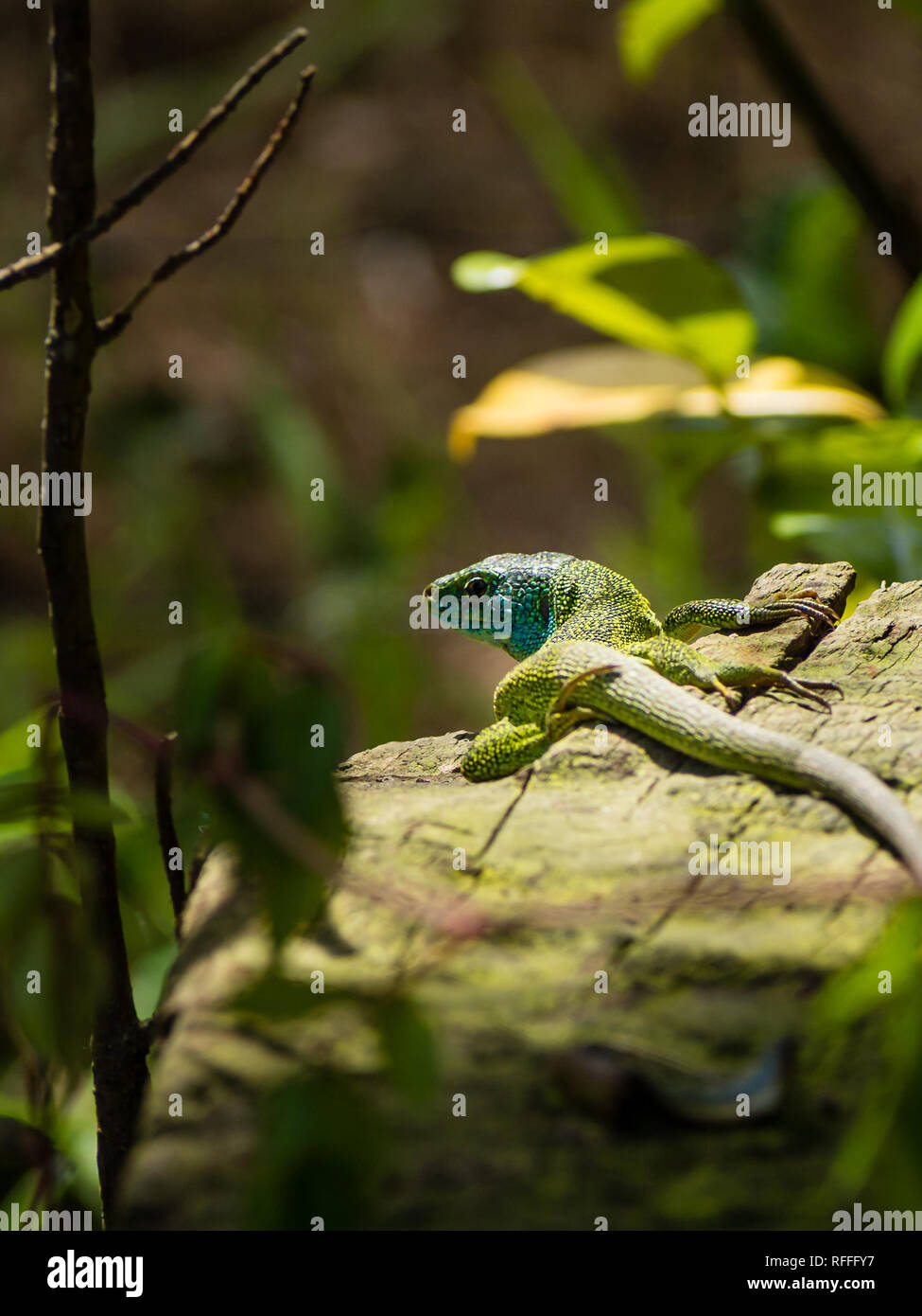 Green lizard or Lacerta Viridis sunning on a log in spain Stock Photo ...