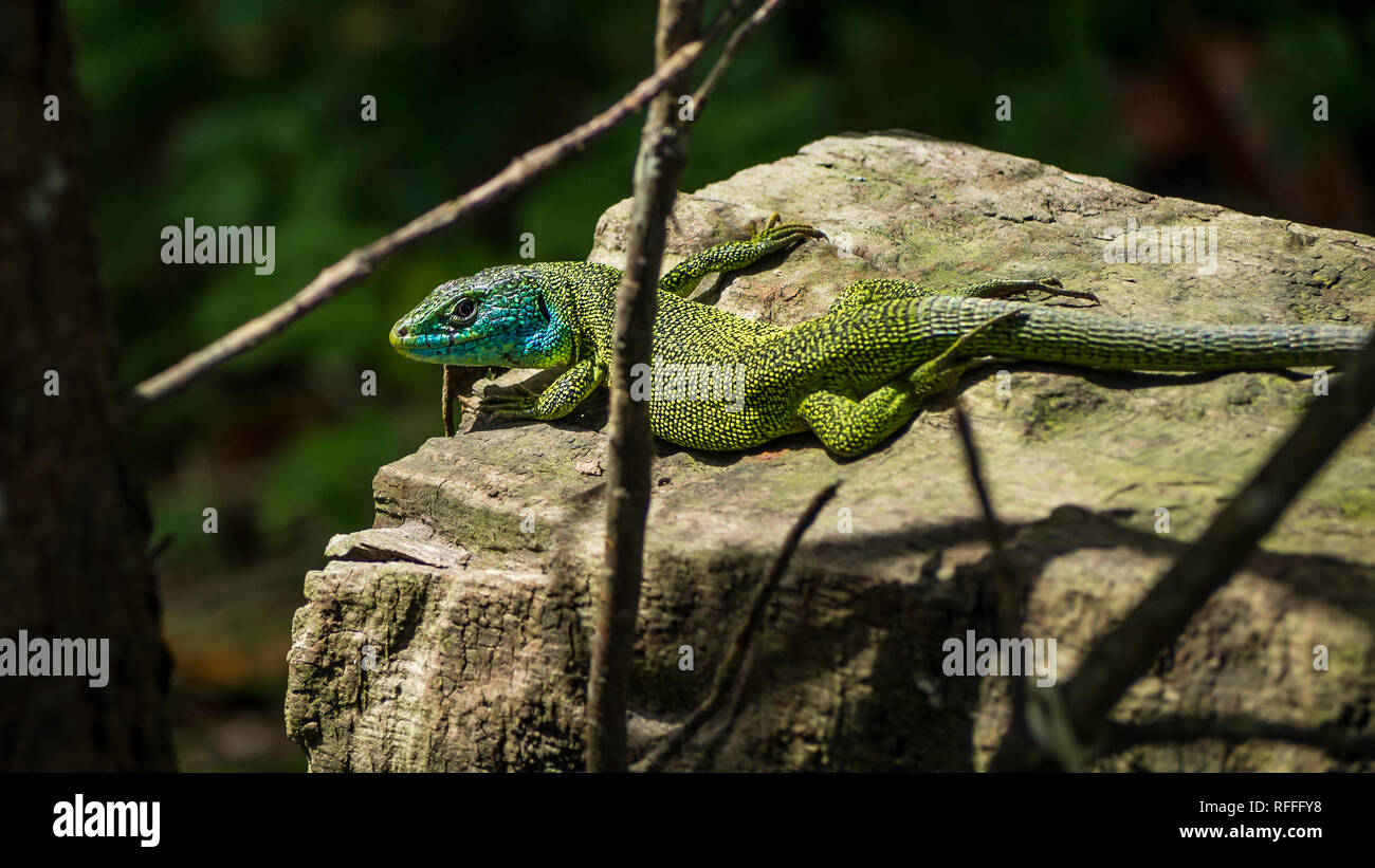 Schreibersgreen hi-res stock photography and images - Alamy