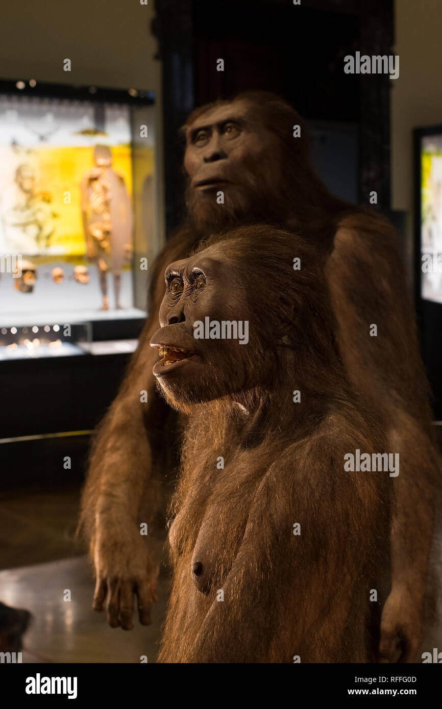 Fossil skeleton assembly hi-res stock photography and images - Alamy