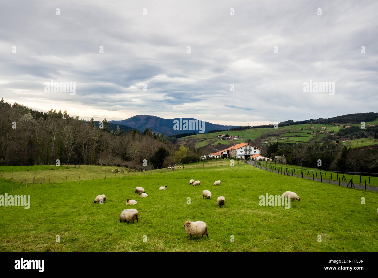 Typical Basque farmhouse with sheep grazing on a cloudy day, Basque ...