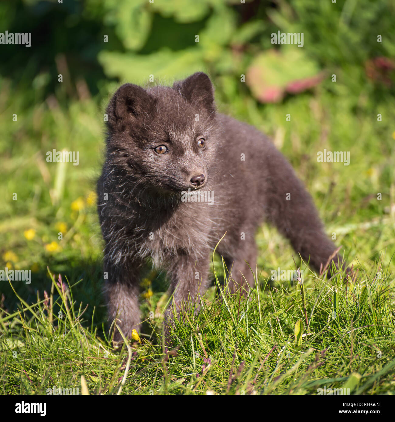 Arctic fox cub Stock Photo - Alamy