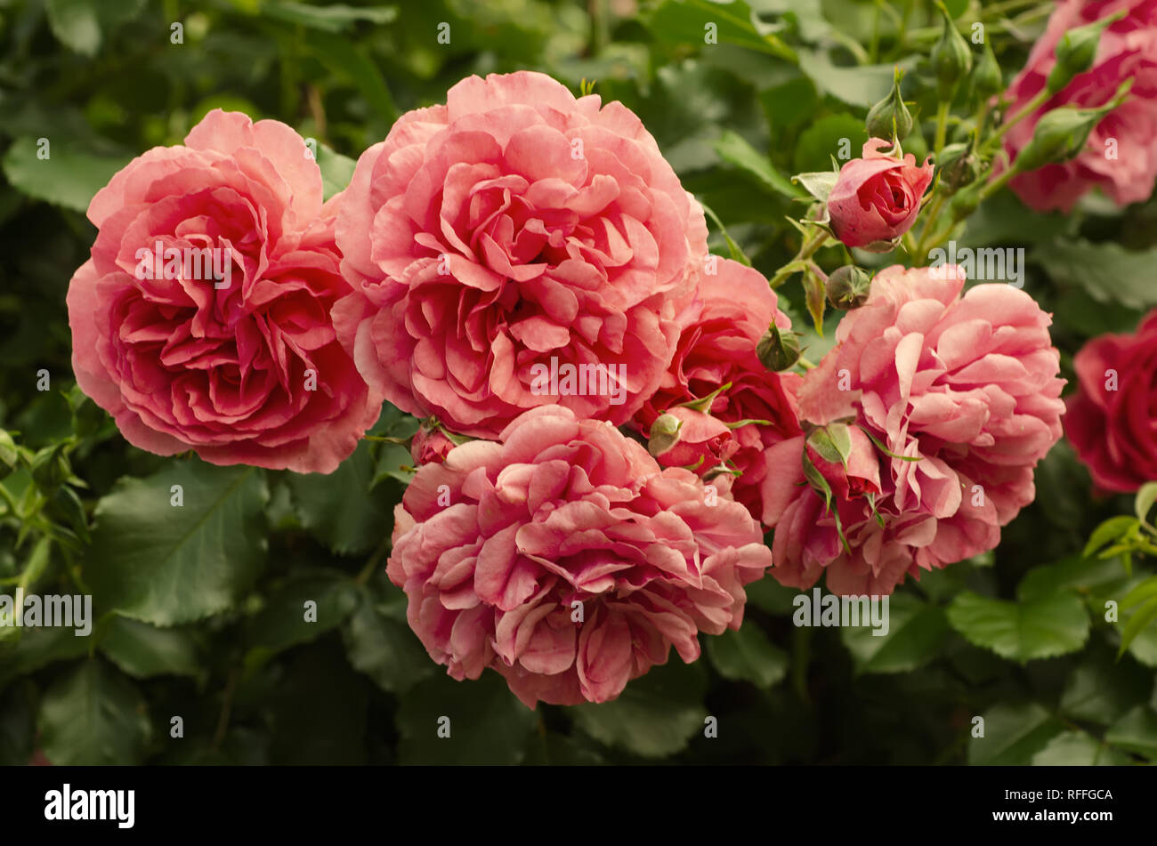 Pink roses garden Stock Photo - Alamy