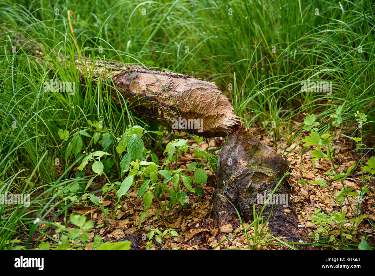 Beaver Tree Chew High Resolution Stock Photography and Images - Alamy