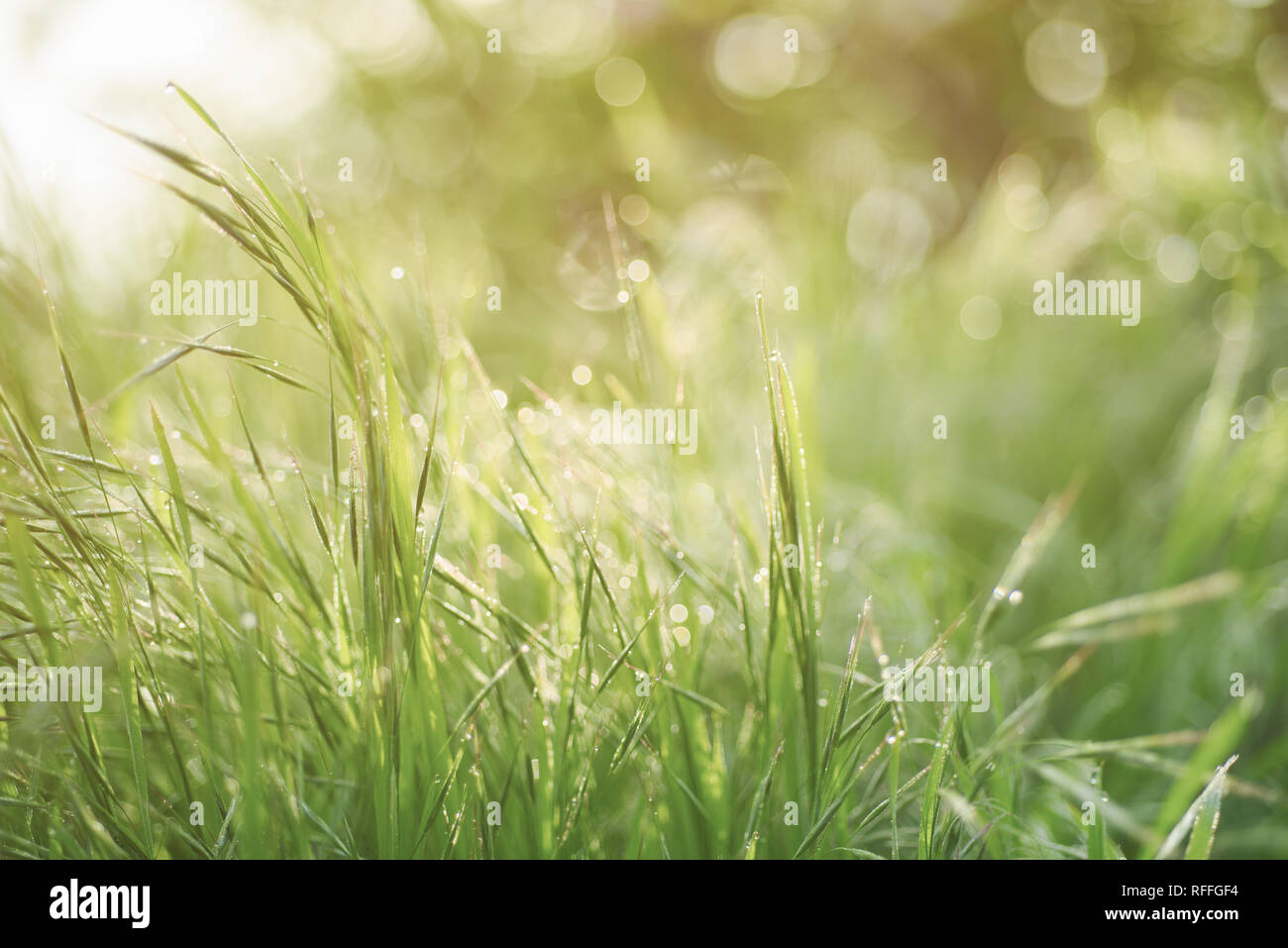 Abstract nature hi-res stock photography and images - Alamy