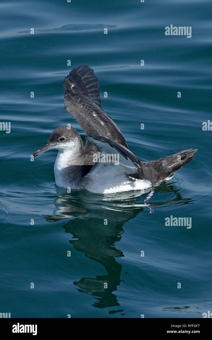 Manx Shearwater (Puffinus puffinus Stock Photo - Alamy