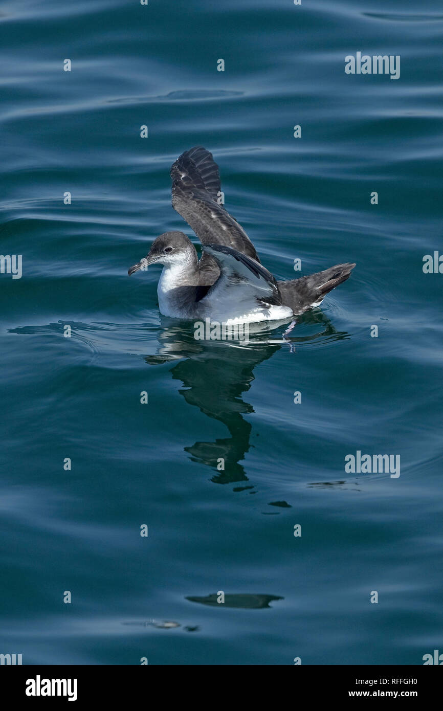 Manx shearwater bird hi-res stock photography and images - Alamy