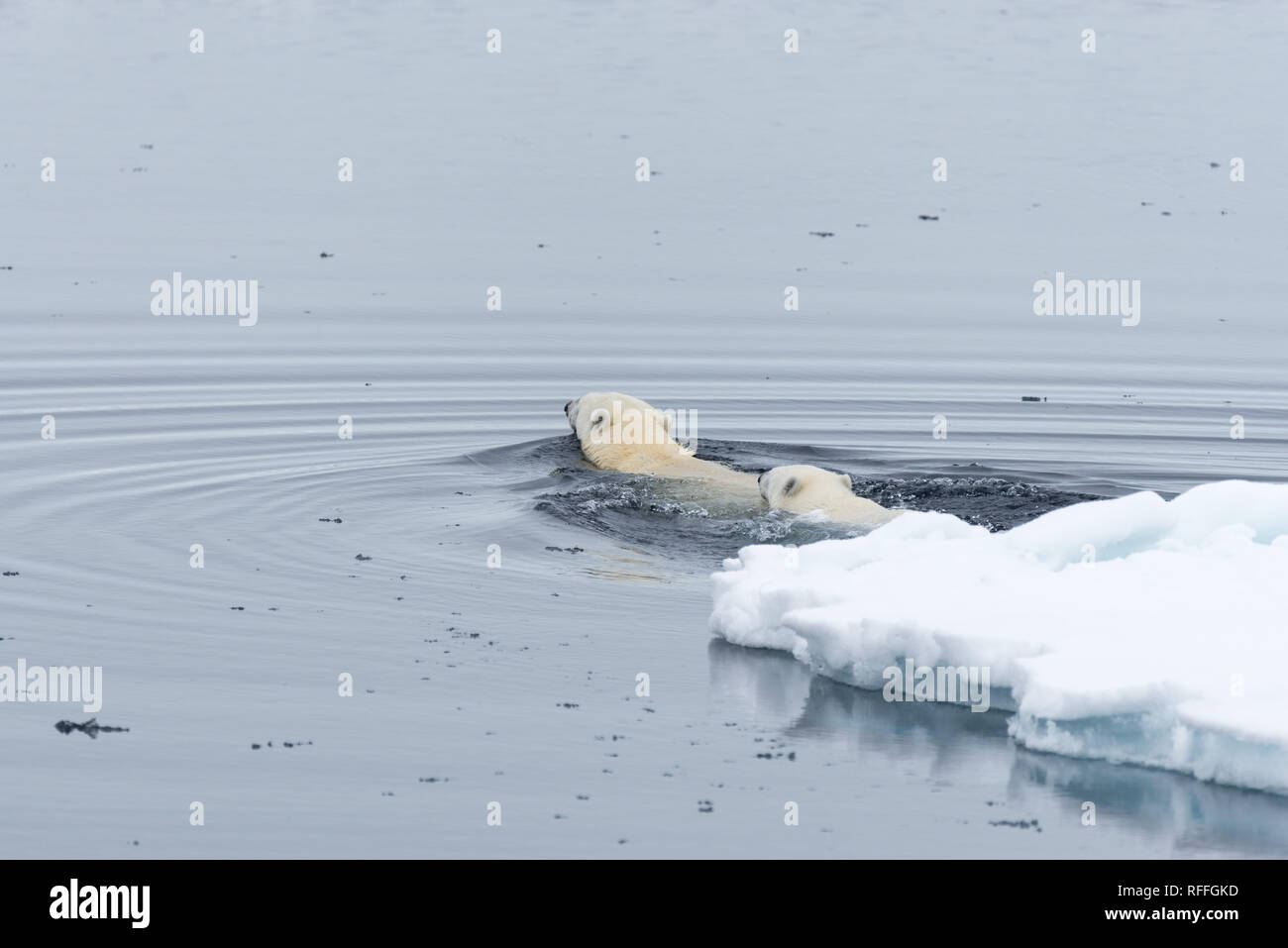 Wild Polar Bear and cubs swimming among the ice on the pack ice, north ...