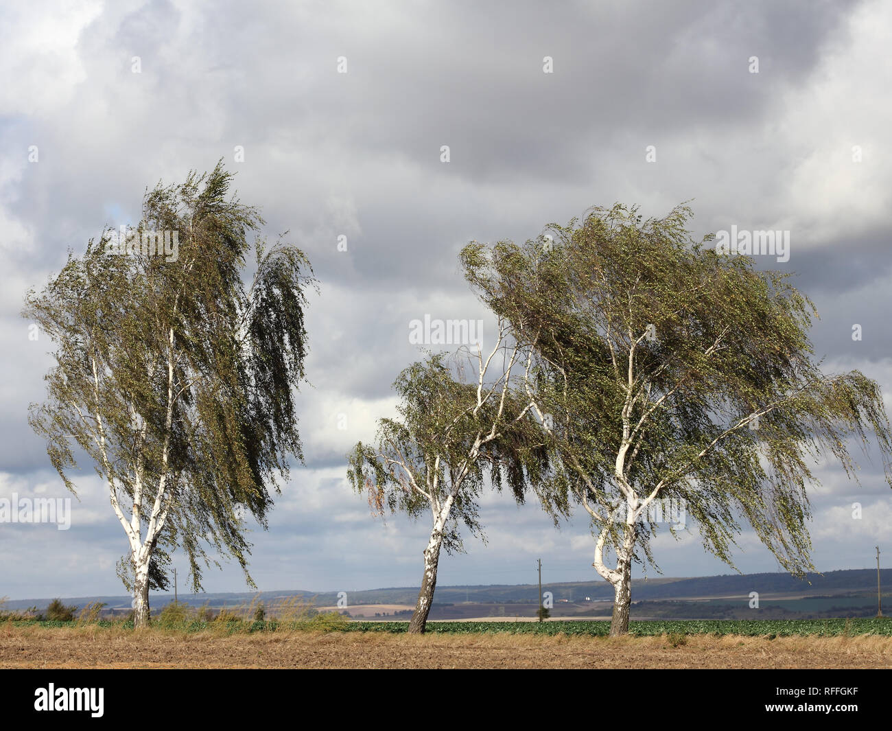 Three birch trees in autumnal wind Stock Photo - Alamy