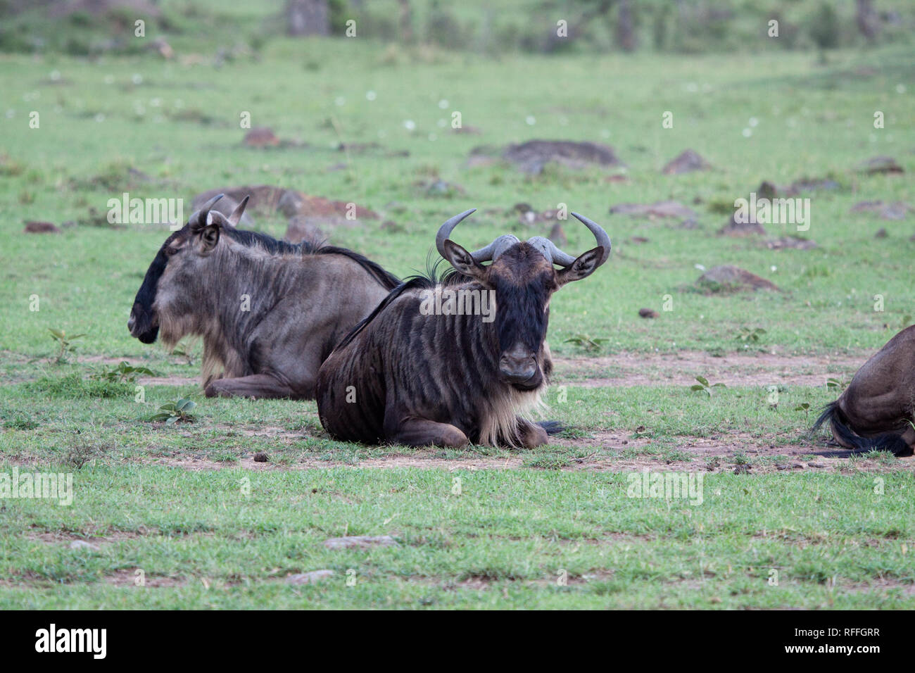 Wilderbeast kenya hi-res stock photography and images - Alamy