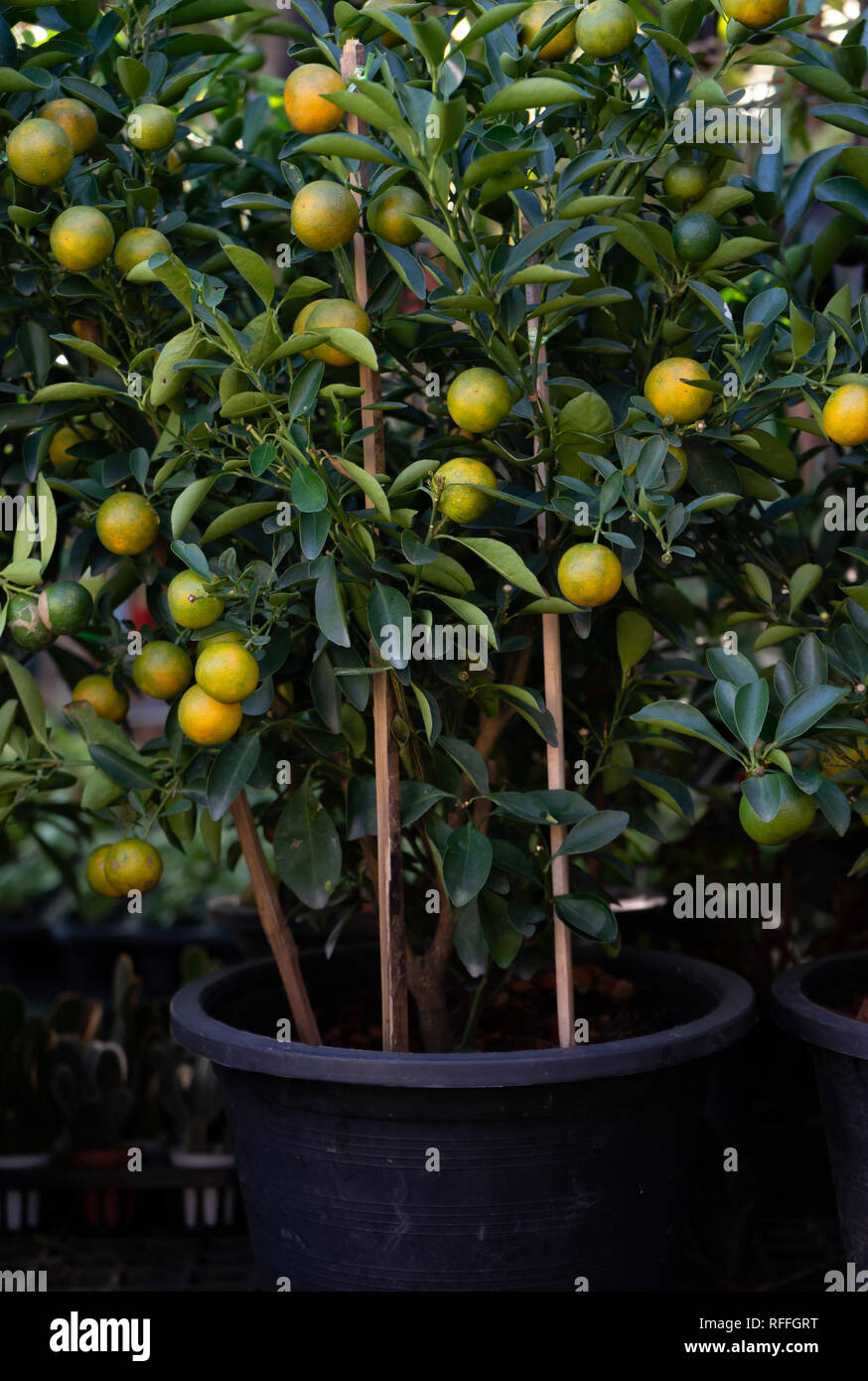 Potted orange tree hi-res stock photography and images - Alamy