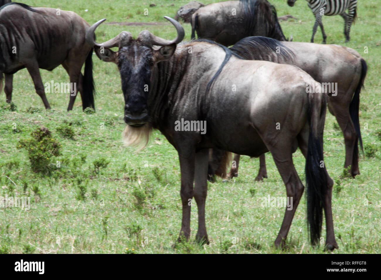 Wilderbeast wildlife nature hi-res stock photography and images - Alamy