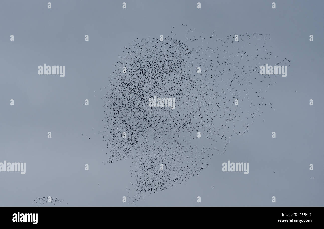 Dunlin wader waders calidris alpina flock feeding hi-res stock ...