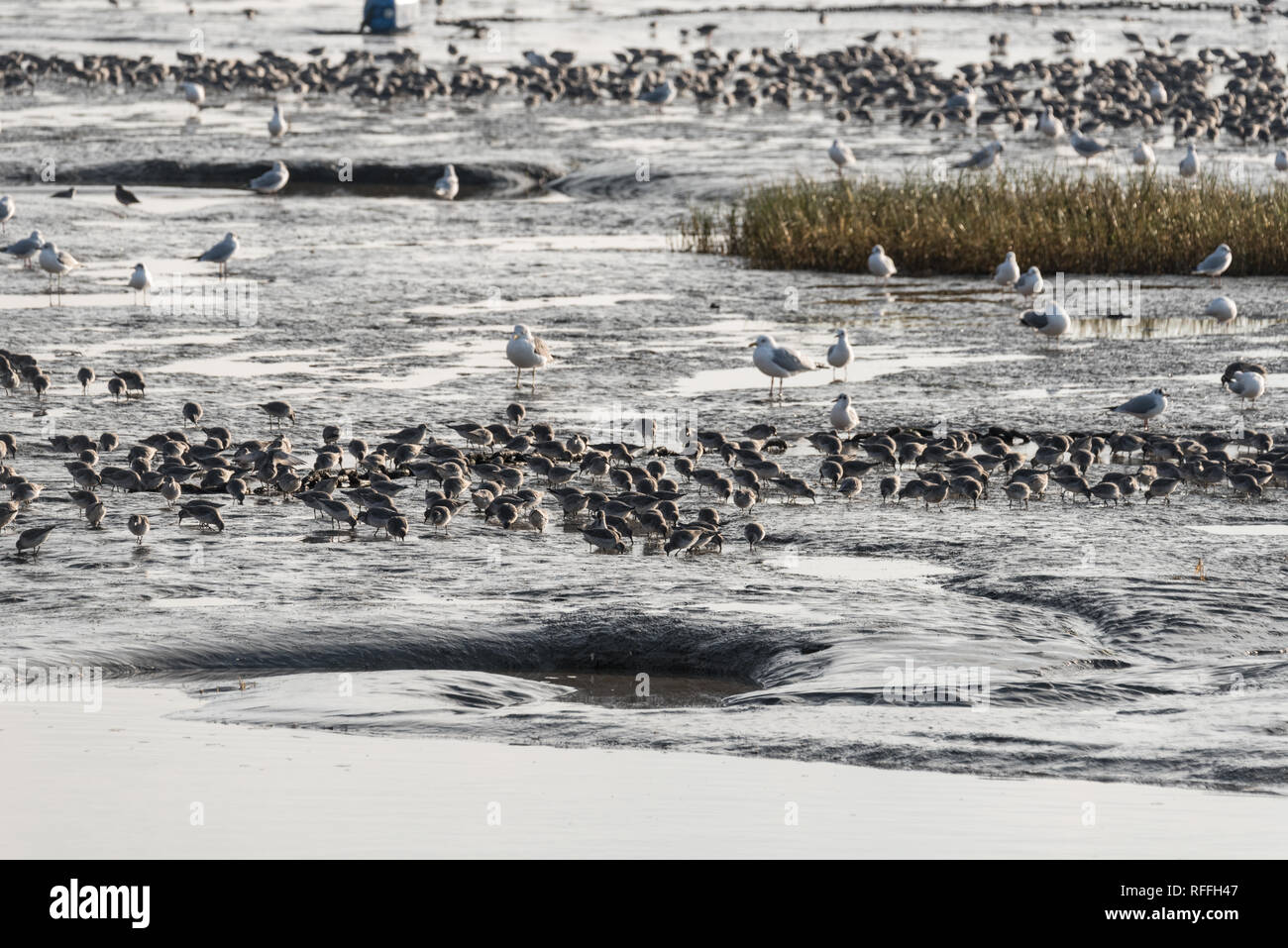 Dunlin wader waders calidris alpina flock feeding hi-res stock ...