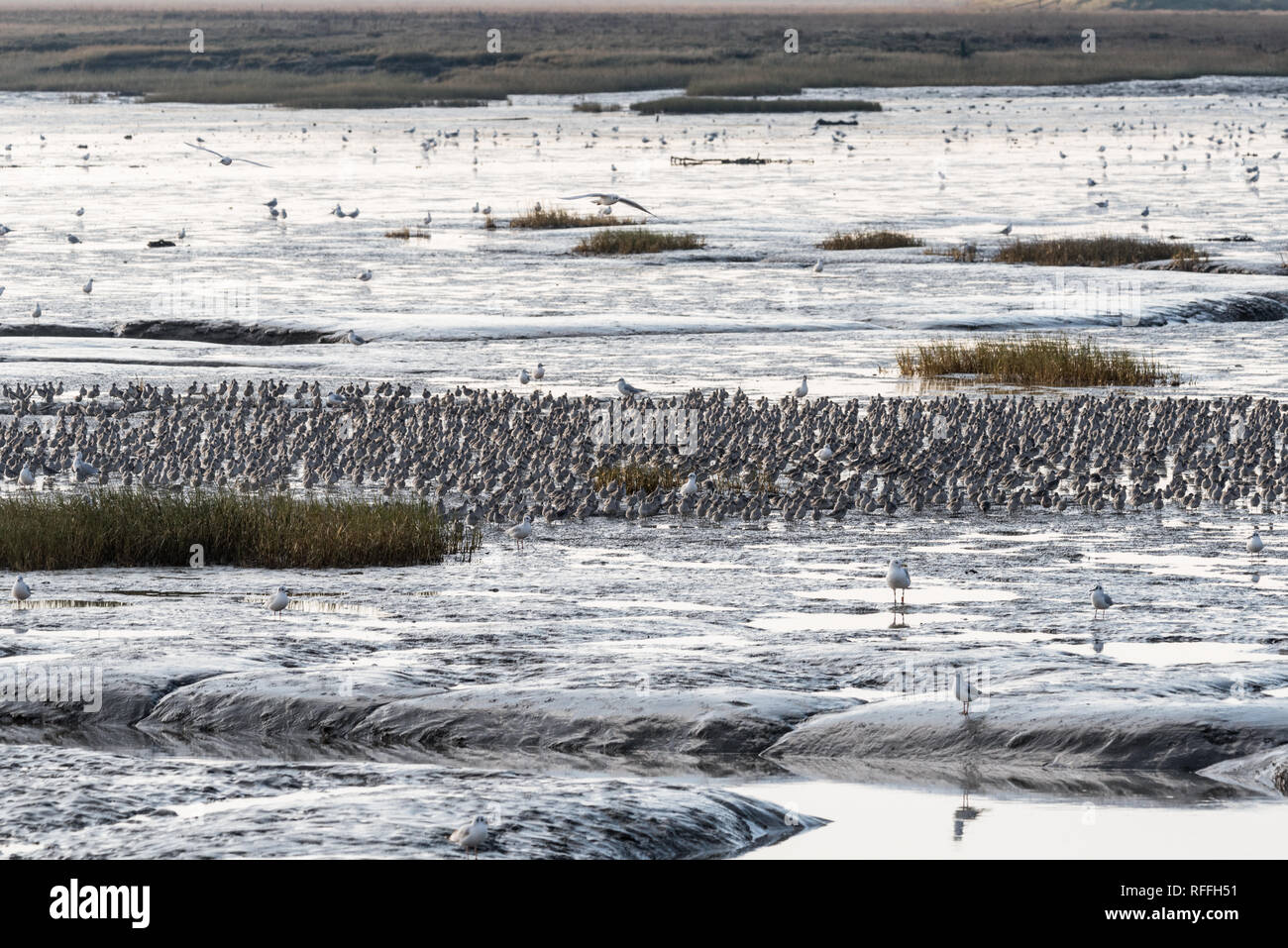 Dunlin wader waders calidris alpina flock feeding hi-res stock ...