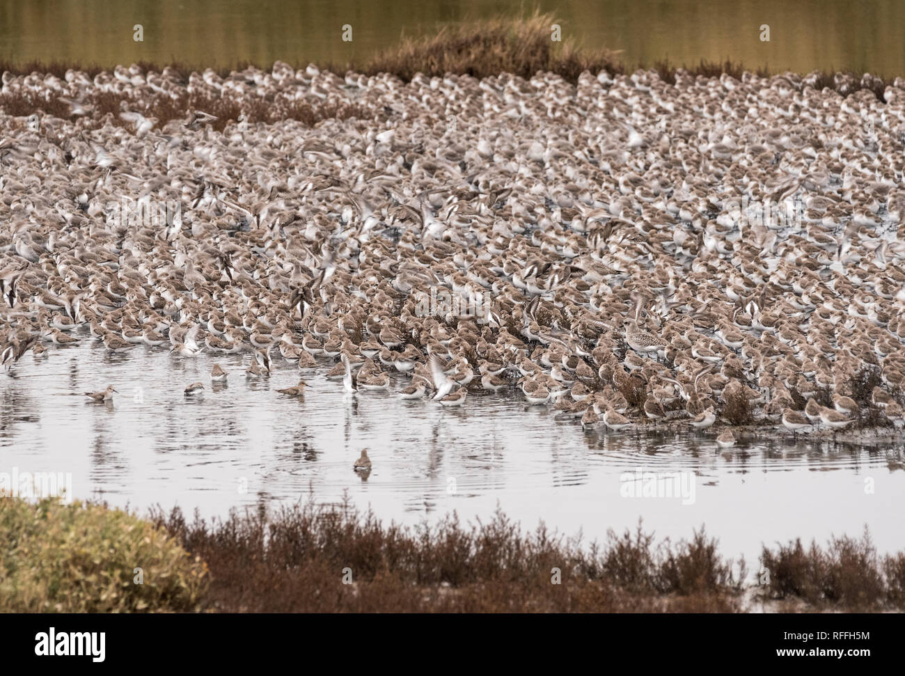 Dunlin wader waders calidris alpina flock feeding hi-res stock ...