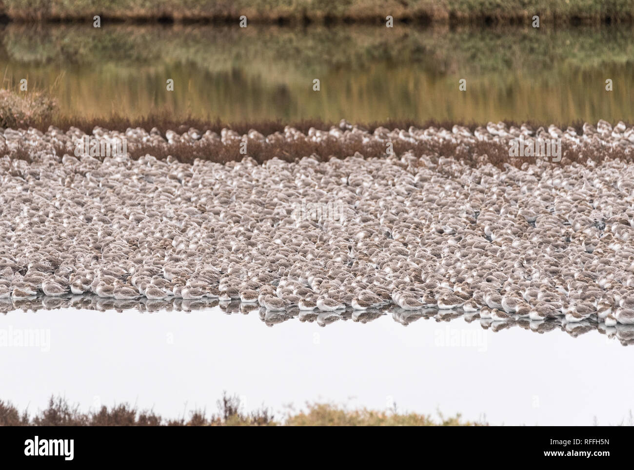 Mixed flock of mainly Red Knot (Calidris canutus) and Dunlin roosting ...