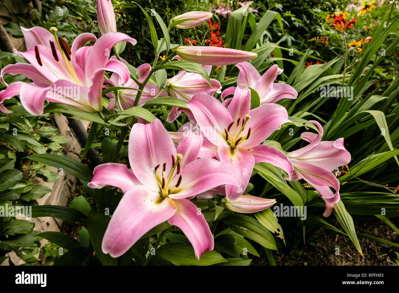Large oriental lilies hi-res stock photography and images - Alamy