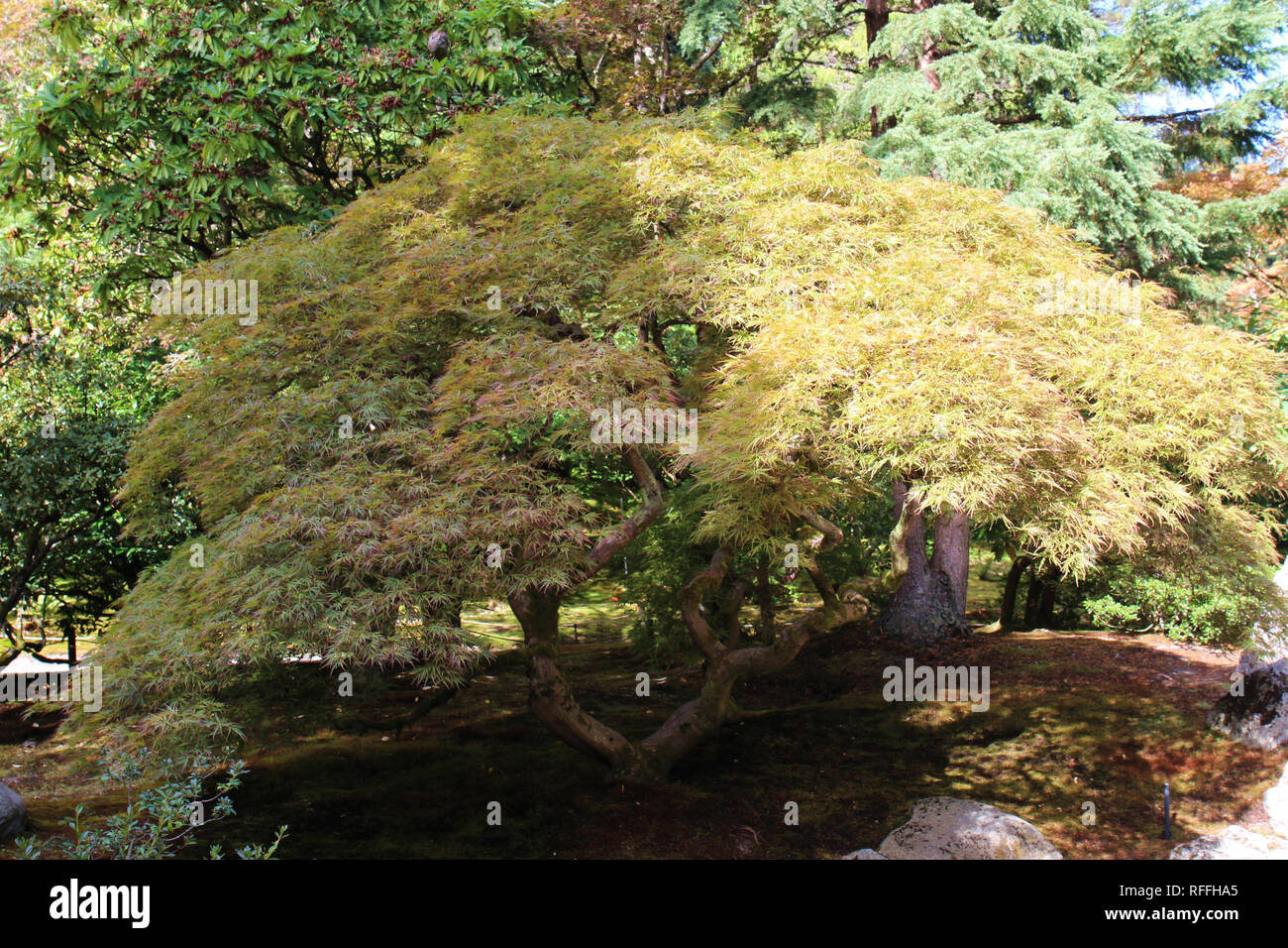 A mature Japanese Maple Tree with green leaves tipped with red at the ...