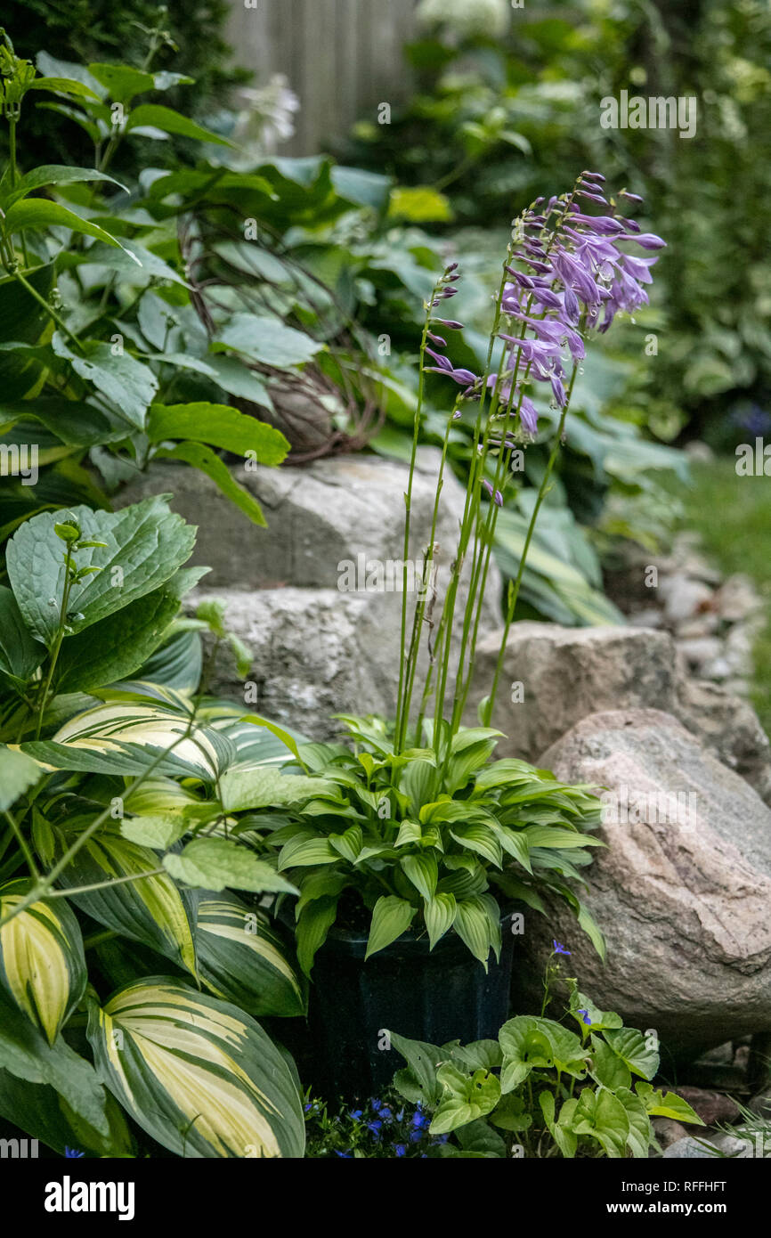 Lush botanical garden in hi-res stock photography and images - Alamy